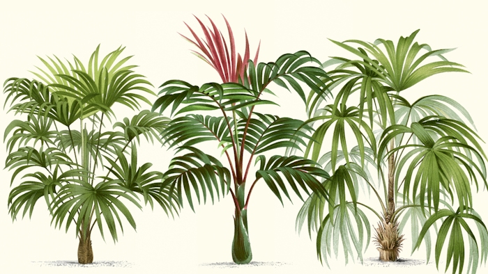 Victorian Palm Leaves Elegance Wallpaper | Happywall