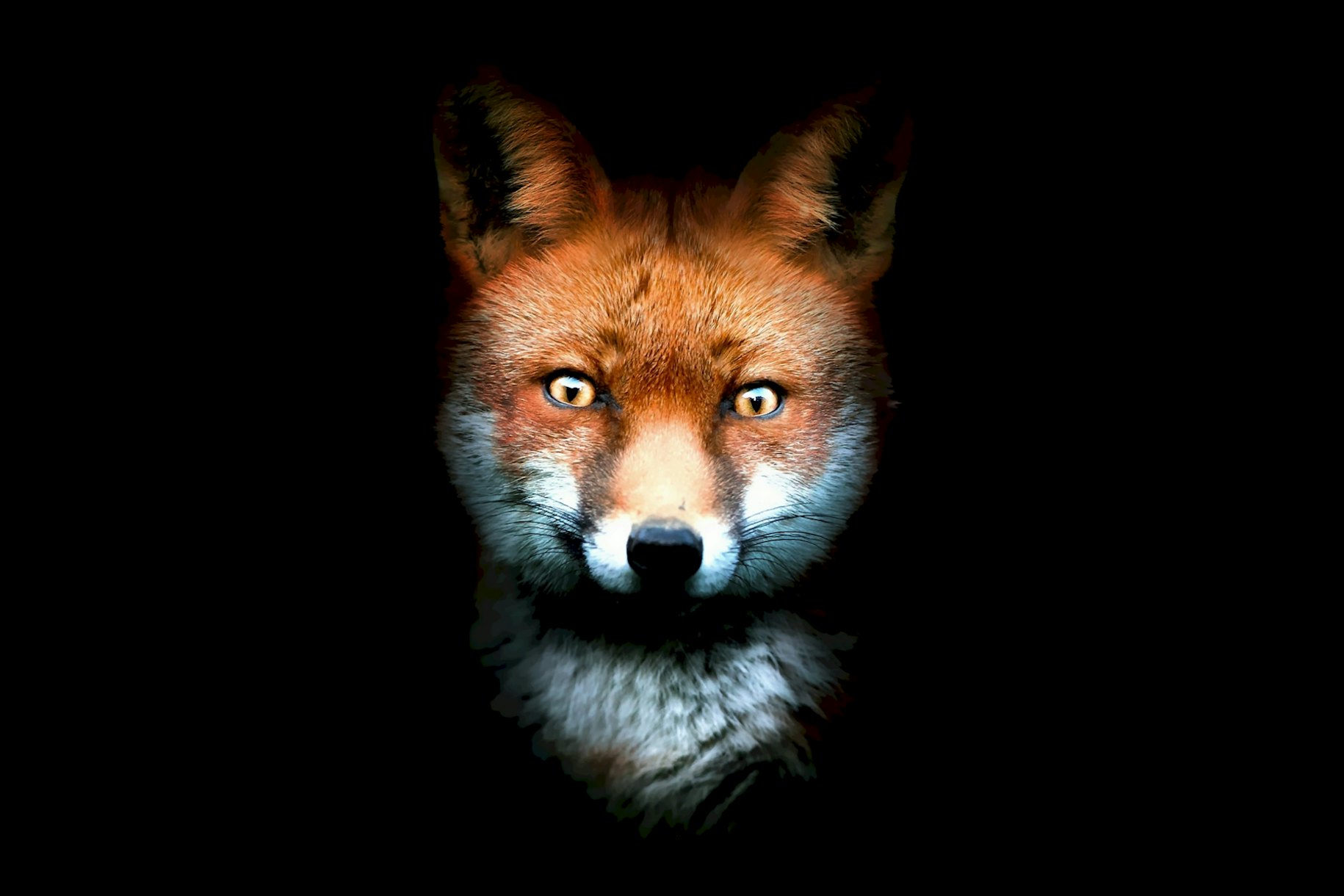 Buy Fox Look Wallpaper Online - Happywall
