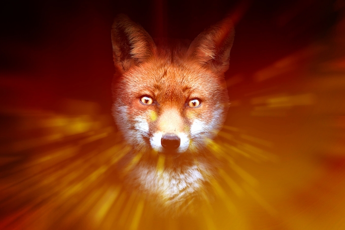 Ta hem magin med Fox Spirit-tapet | Happywall