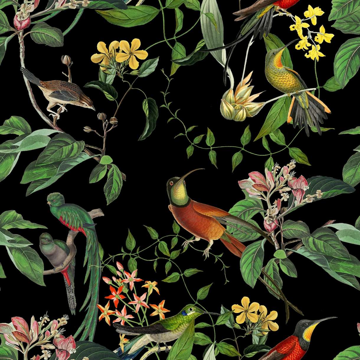 Buy Exotic Hummingbird Jungle wallpaper - Happywall
