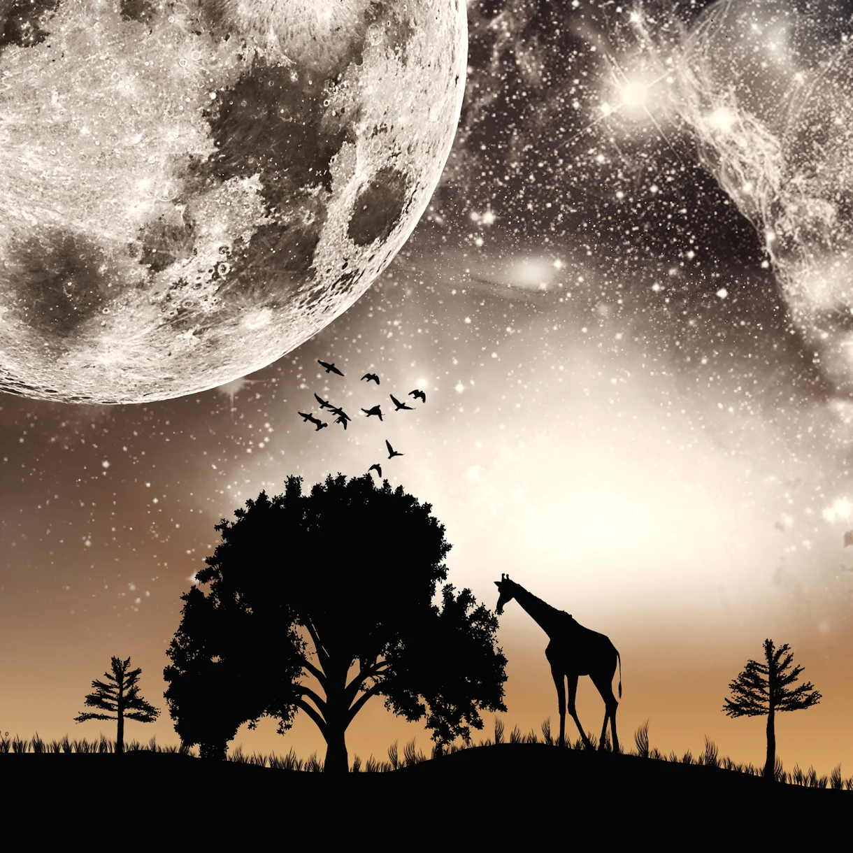 "Animals in the Night Wallpaper | Happywall"