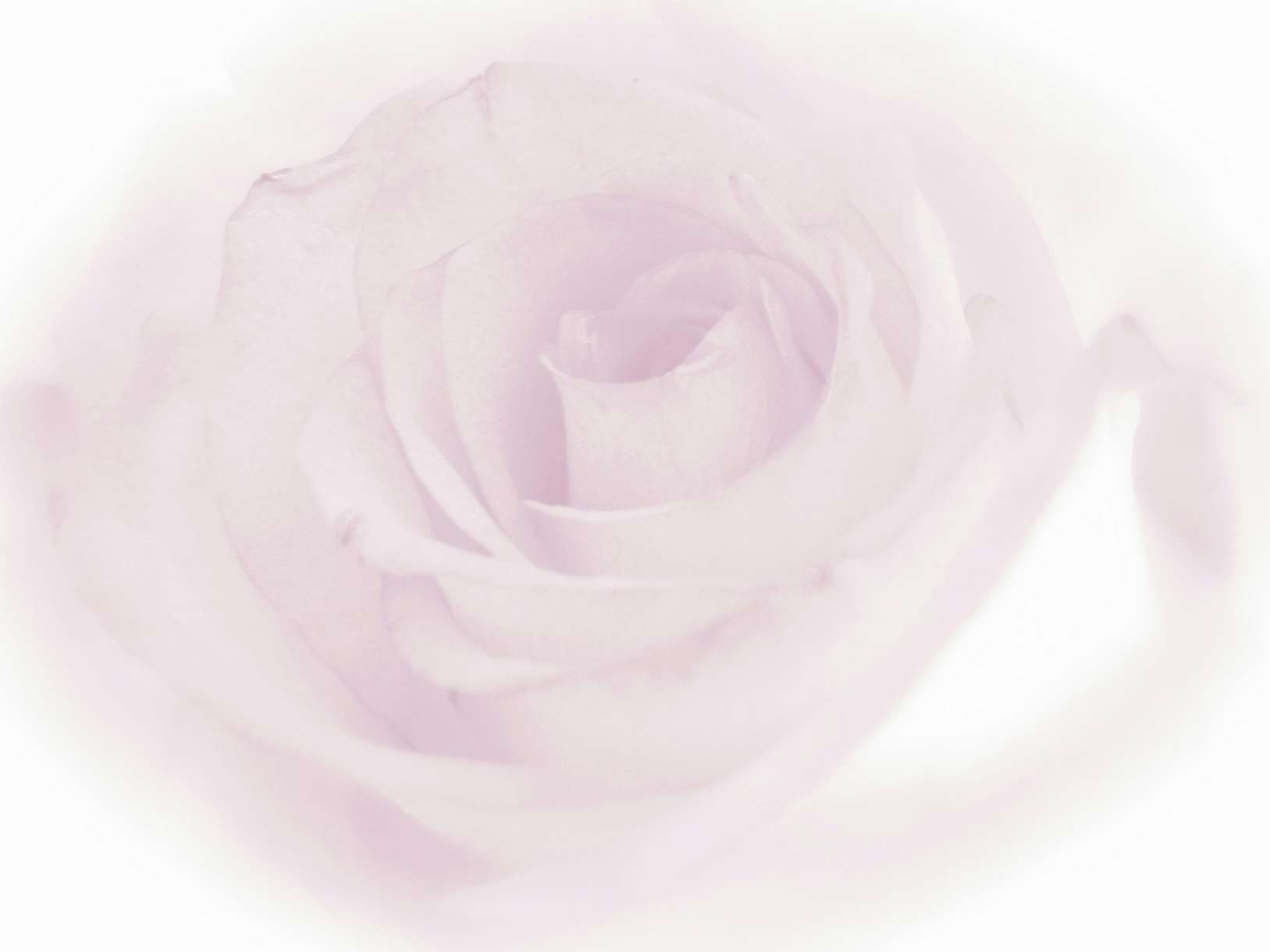 Soft Light Pink Rose wallpaper - Happywall