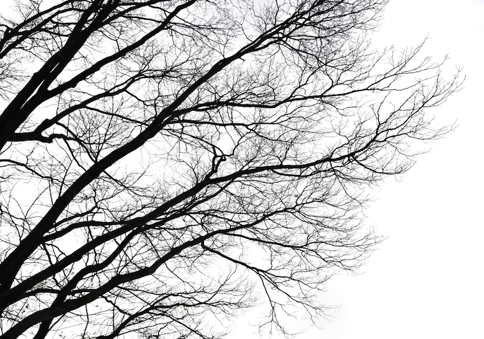 Branch Out Wallpaper - Perfect for Nature Lovers | Happywall