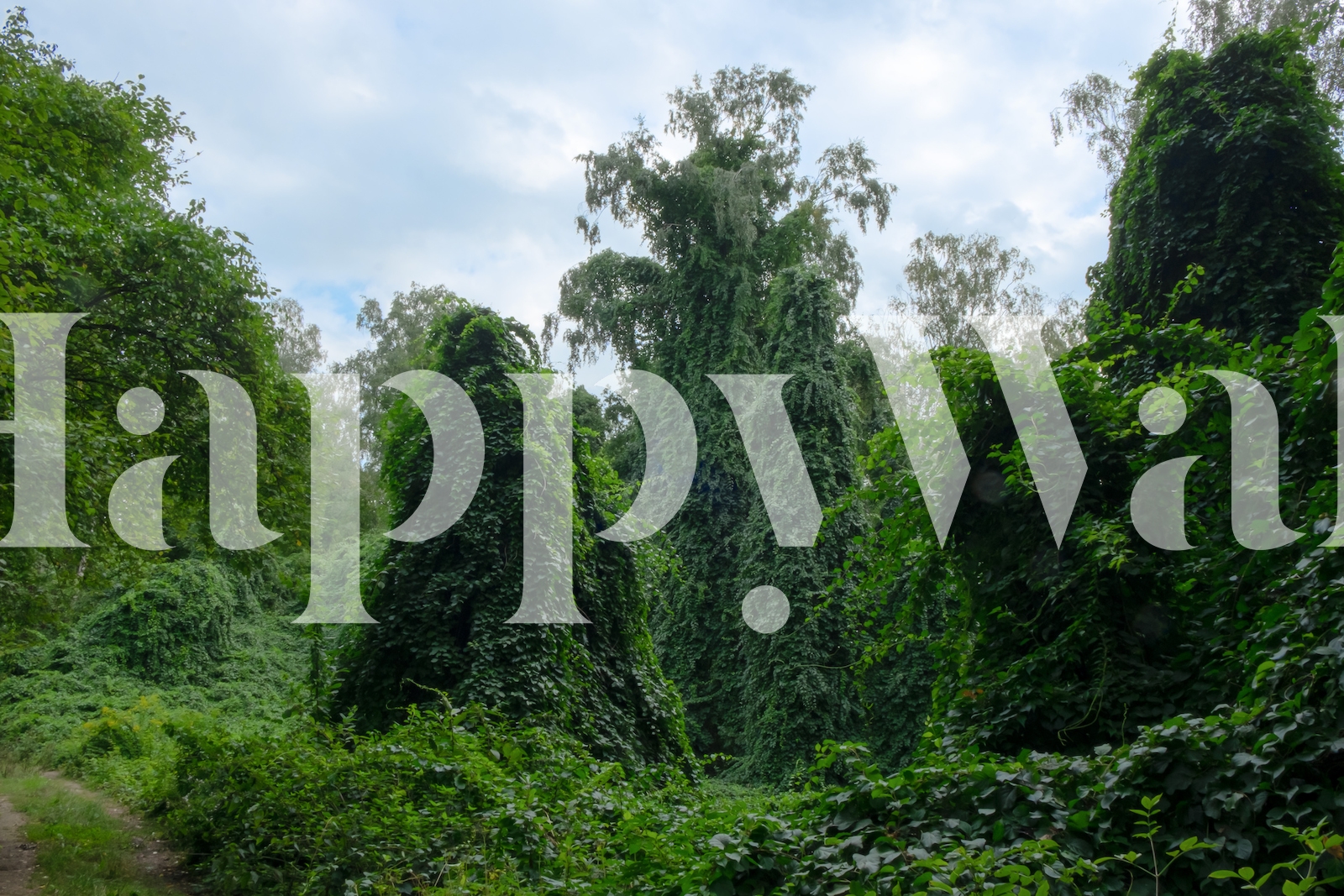 Virgin Forest in Poland Wallpaper | Happywall.com