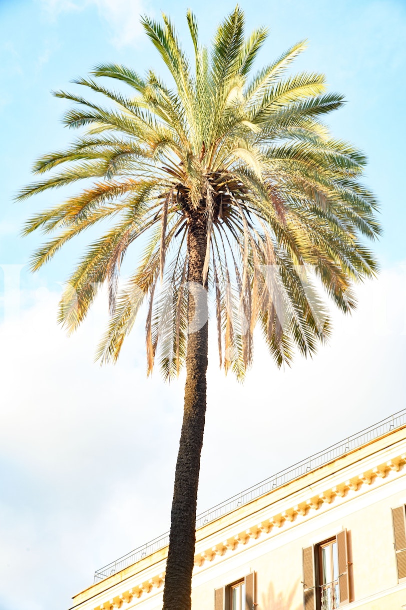 Bella Roma Palm in Rome 1 Wallpaper | Happywall
