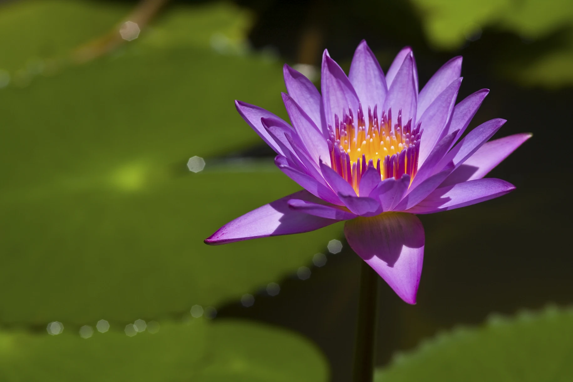 Beautiful Lotus wallpaper - Happywall