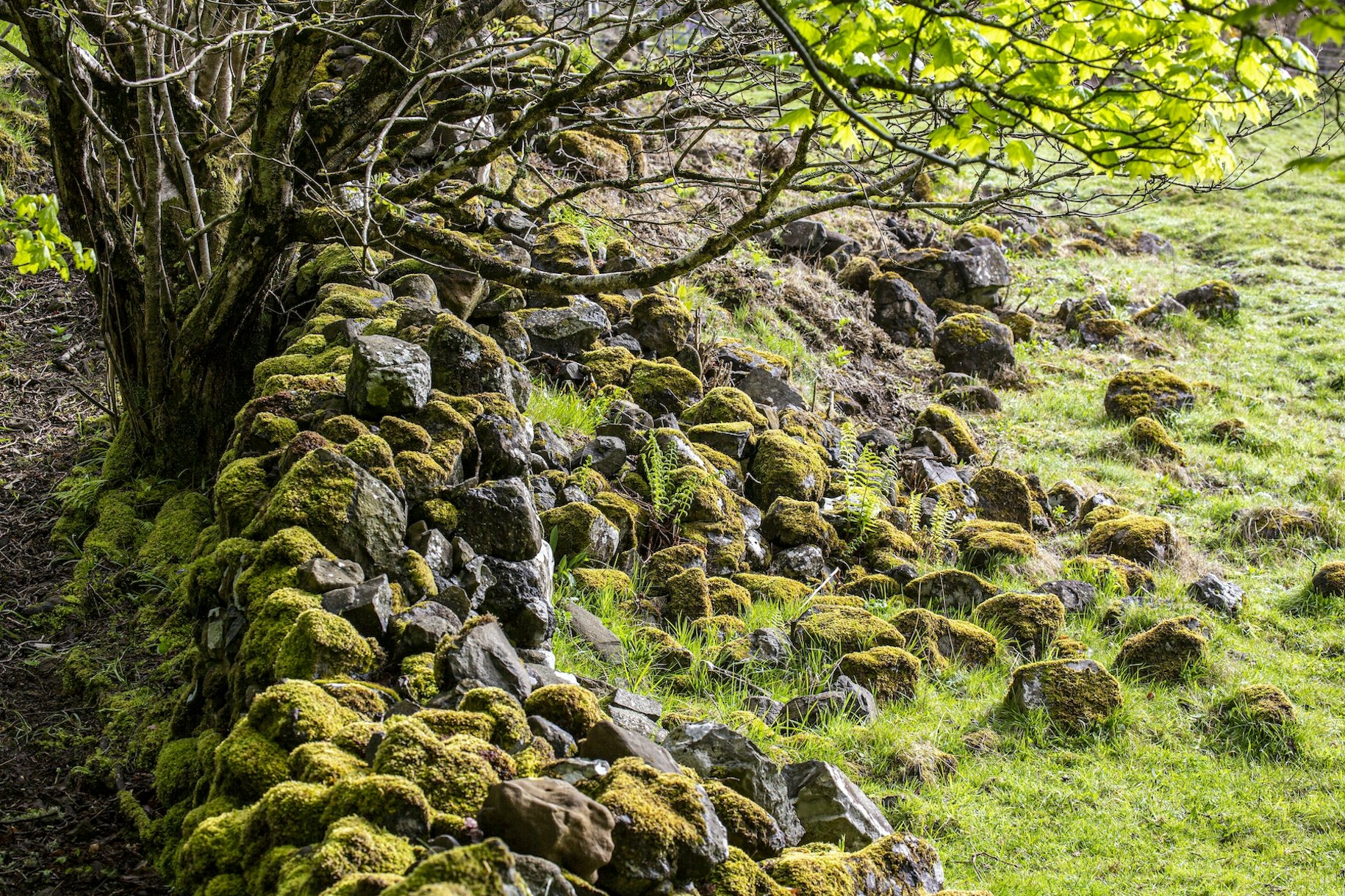 Scottish Forest Wallpaper - Stunning Nature Wallpaper | Happywall