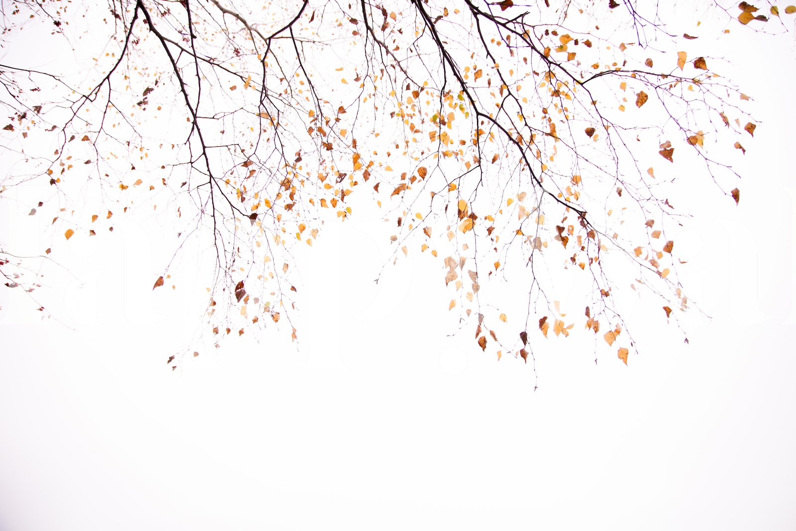 Birch Tree Wallpaper with Autumn Leaves