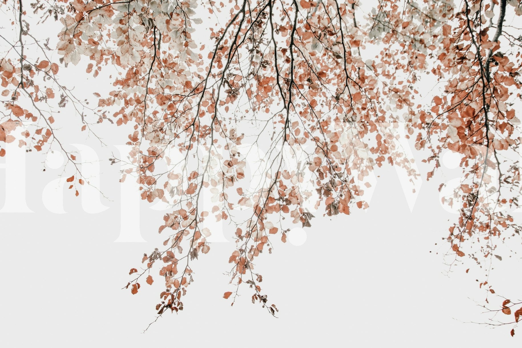 Under the Tree Birch Wallpaper - Buy Beautiful Birch Tree Wallpaper ...