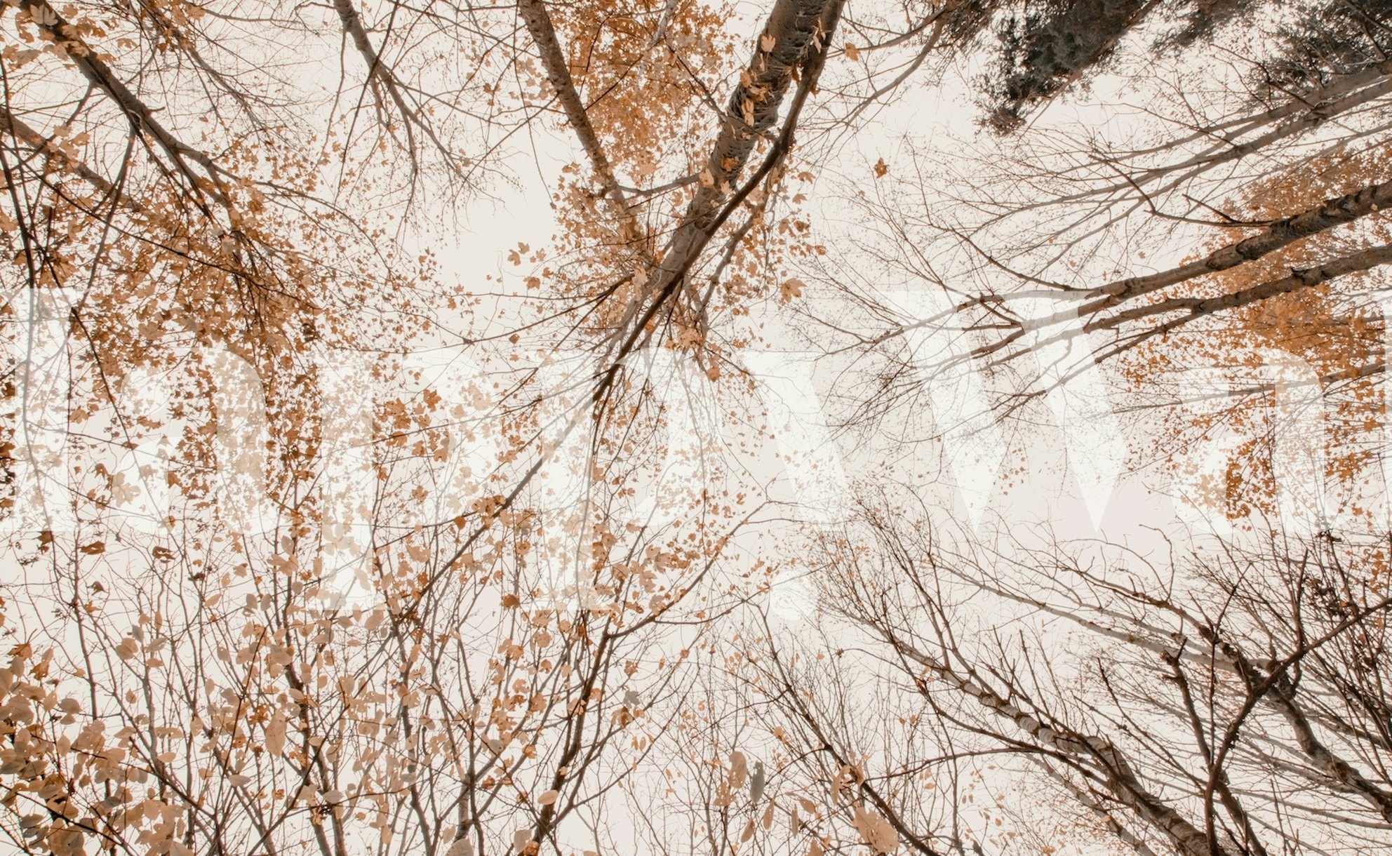 Happy Autumn Forest wallpaper - Happywall