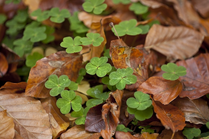 Spring Meets Autumn wallpaper | Happywall