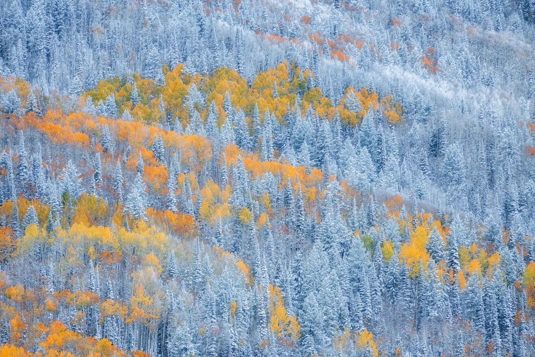 Beautiful Transition of Seasons Wallpaper | Happywall