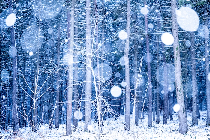 White Snowy Forest Wallpaper
