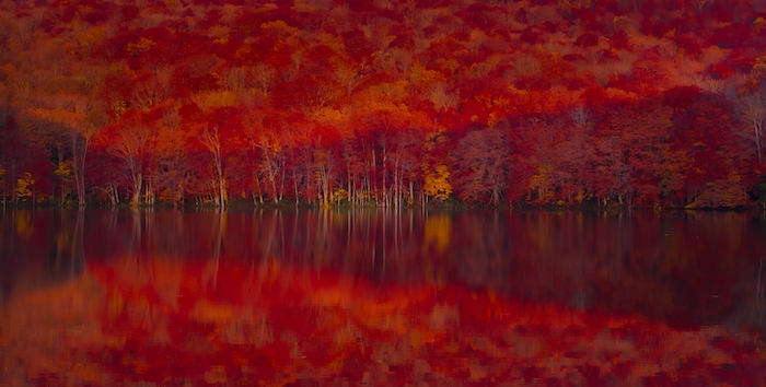 Vibrant Red Leaves Reflection Wallpaper