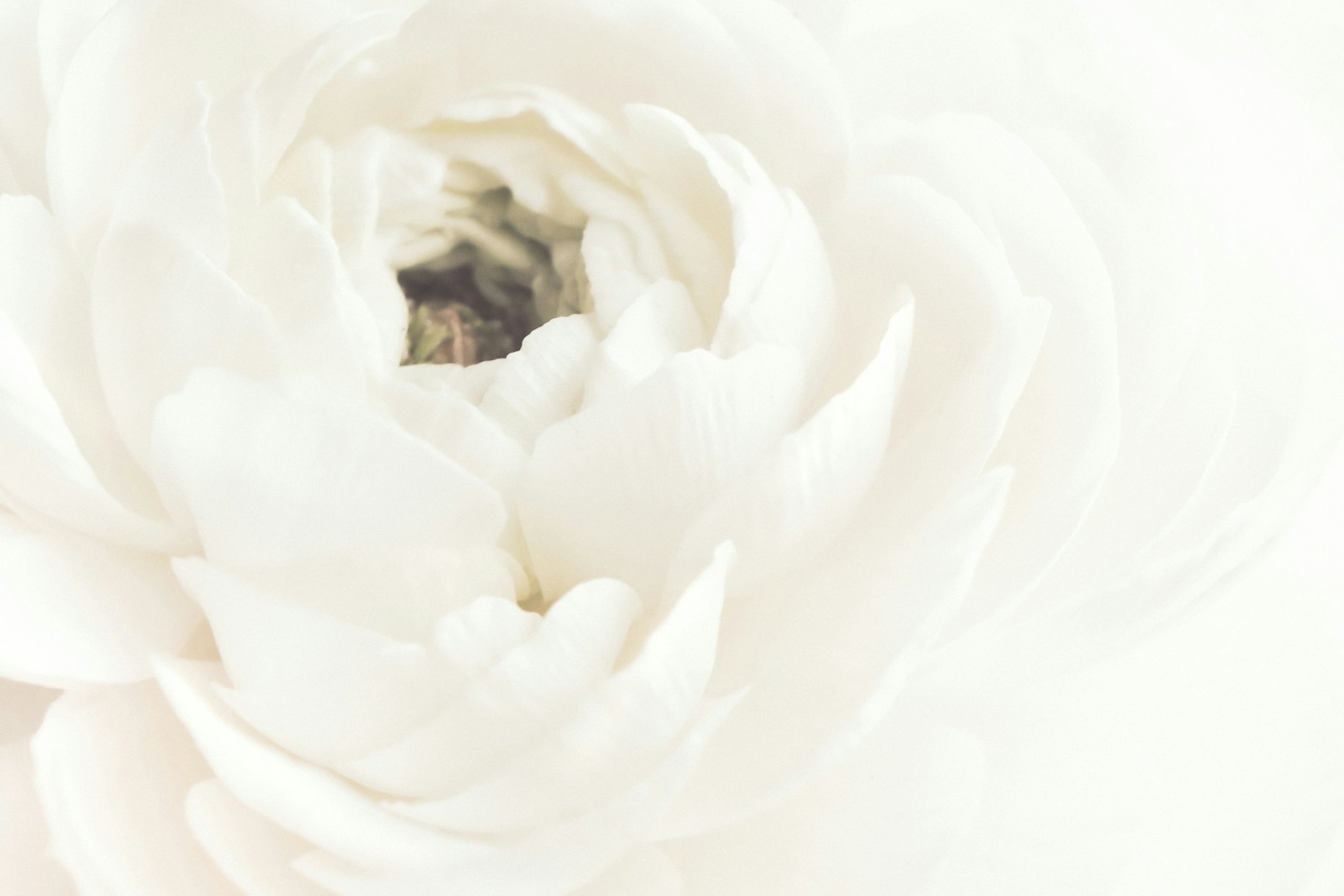 "White Flower 02 Wallpaper - Beautiful Floral Design | Happywall"