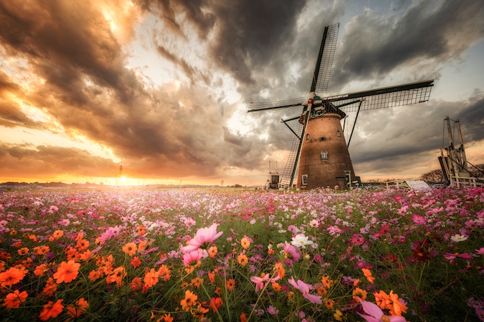Floral Windmill Sunset Wallpaper