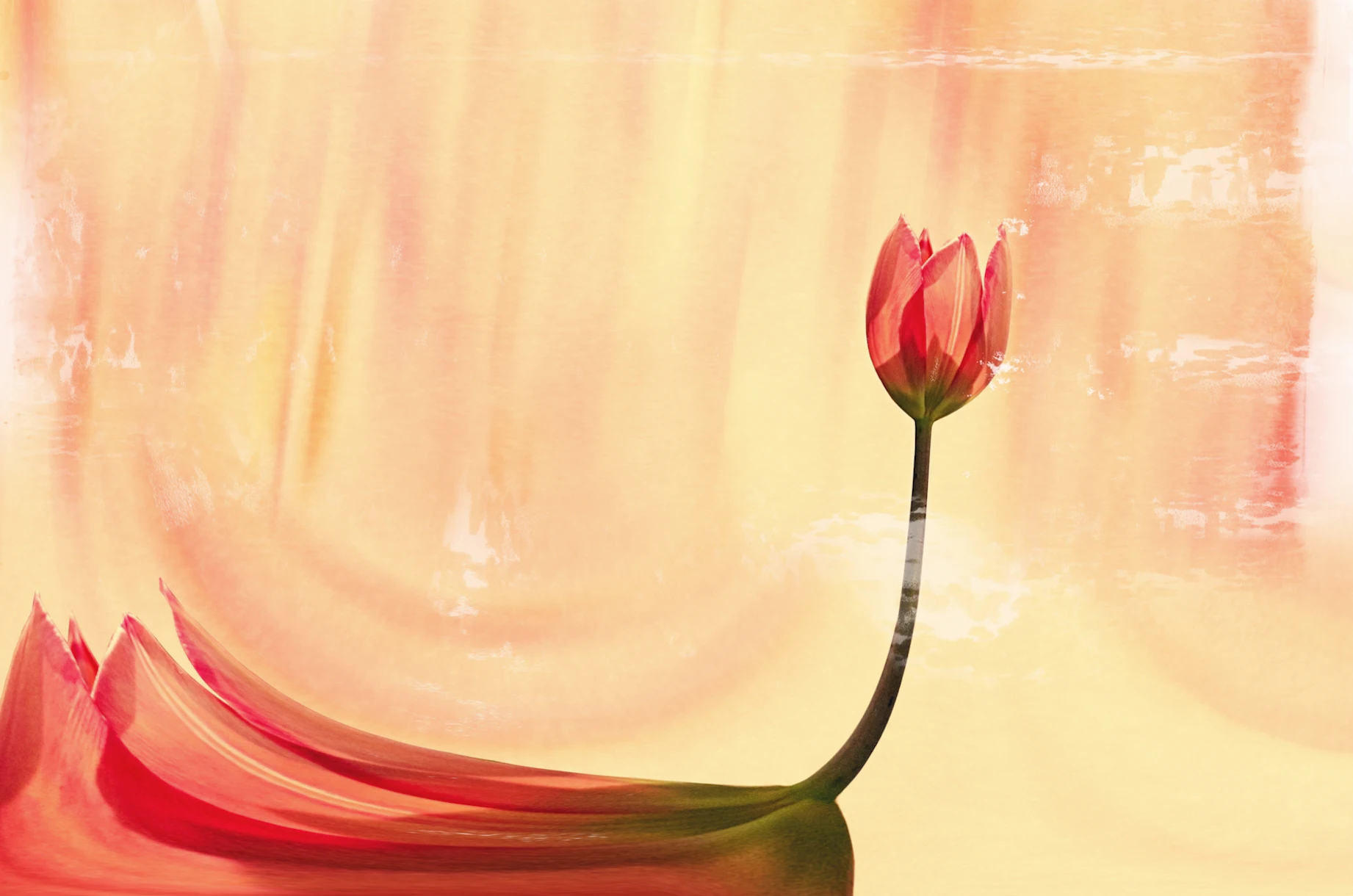 dancer wallpaper - Happywall