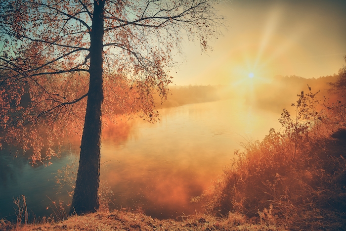 Gold Autumn River Wallpaper