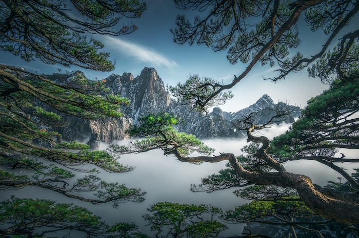 Strange Pine Tree Wallpaper | happywall.com