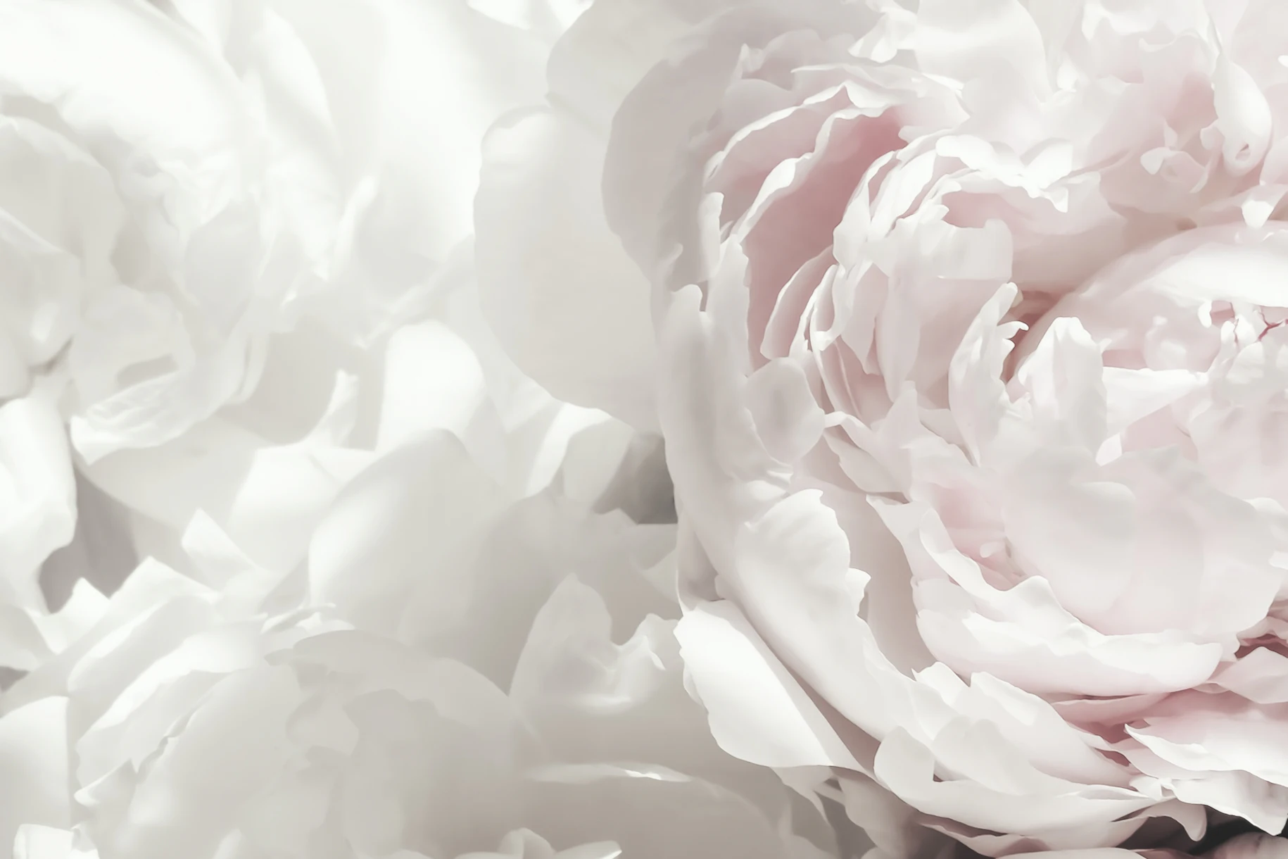 Peony 25 Wallpaper - Beautiful Floral Design | Happywall