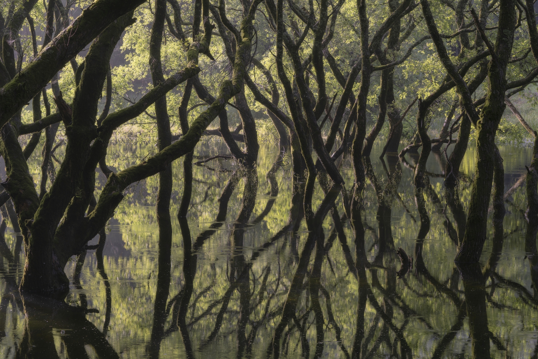 Shop Sunken Forest Wallpaper - High-Quality Wallpapers | Happywall