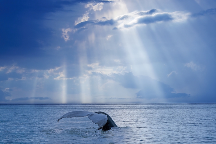 Whale and Sun Rays Blue Wallpaper