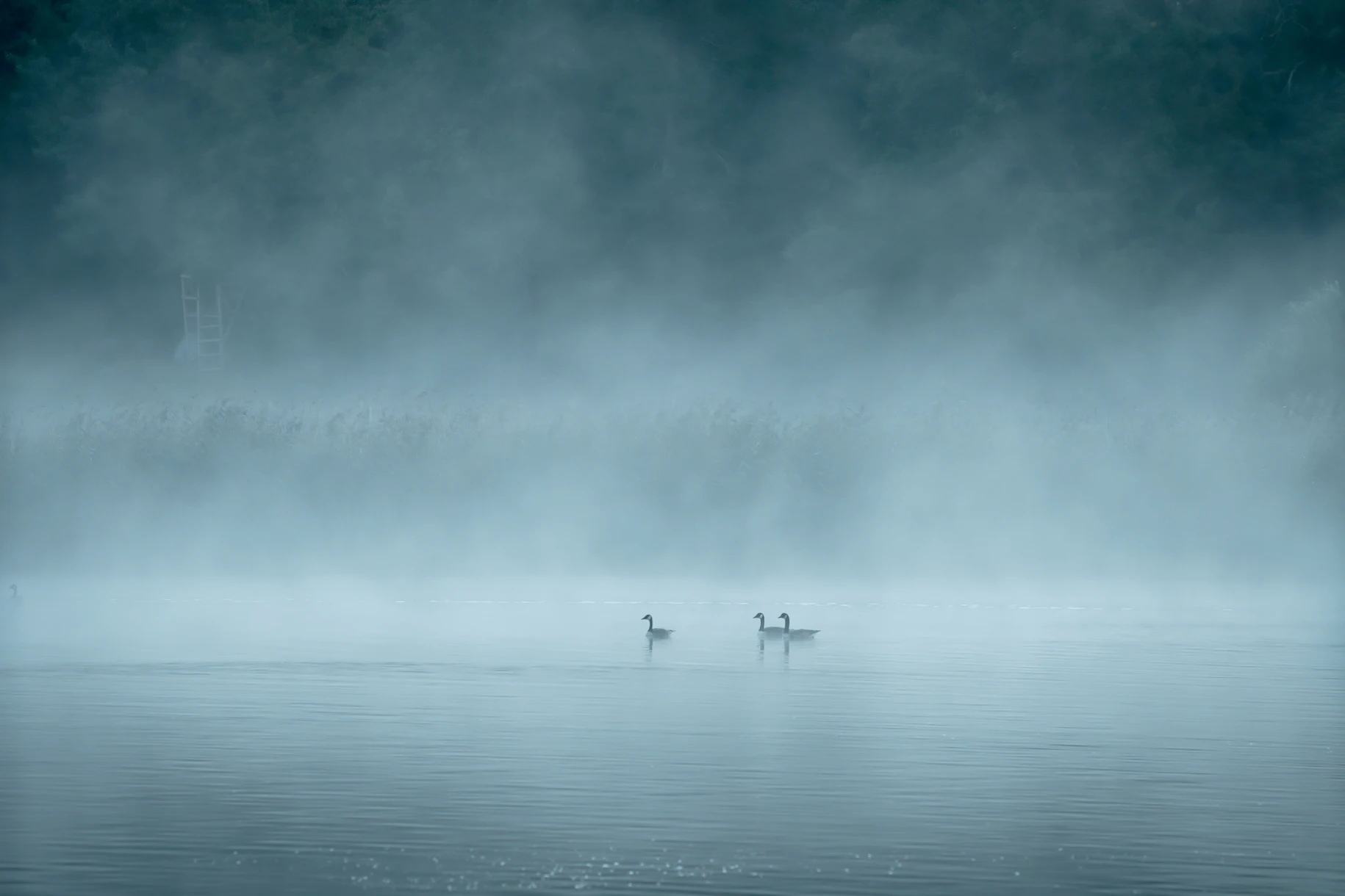 Dark and Foggy Lake Wallpaper | Happywall