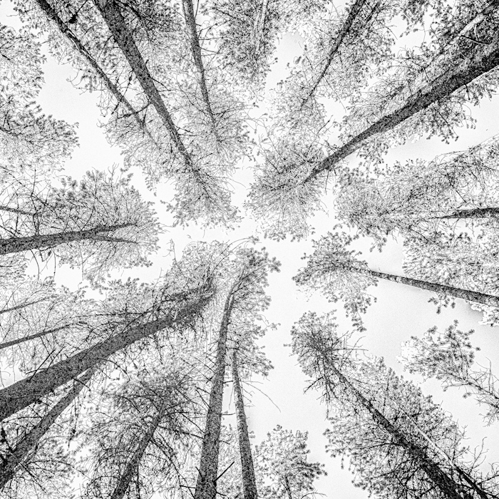 Tree Etching 002 Wallpaper - Buy Now | Happywall