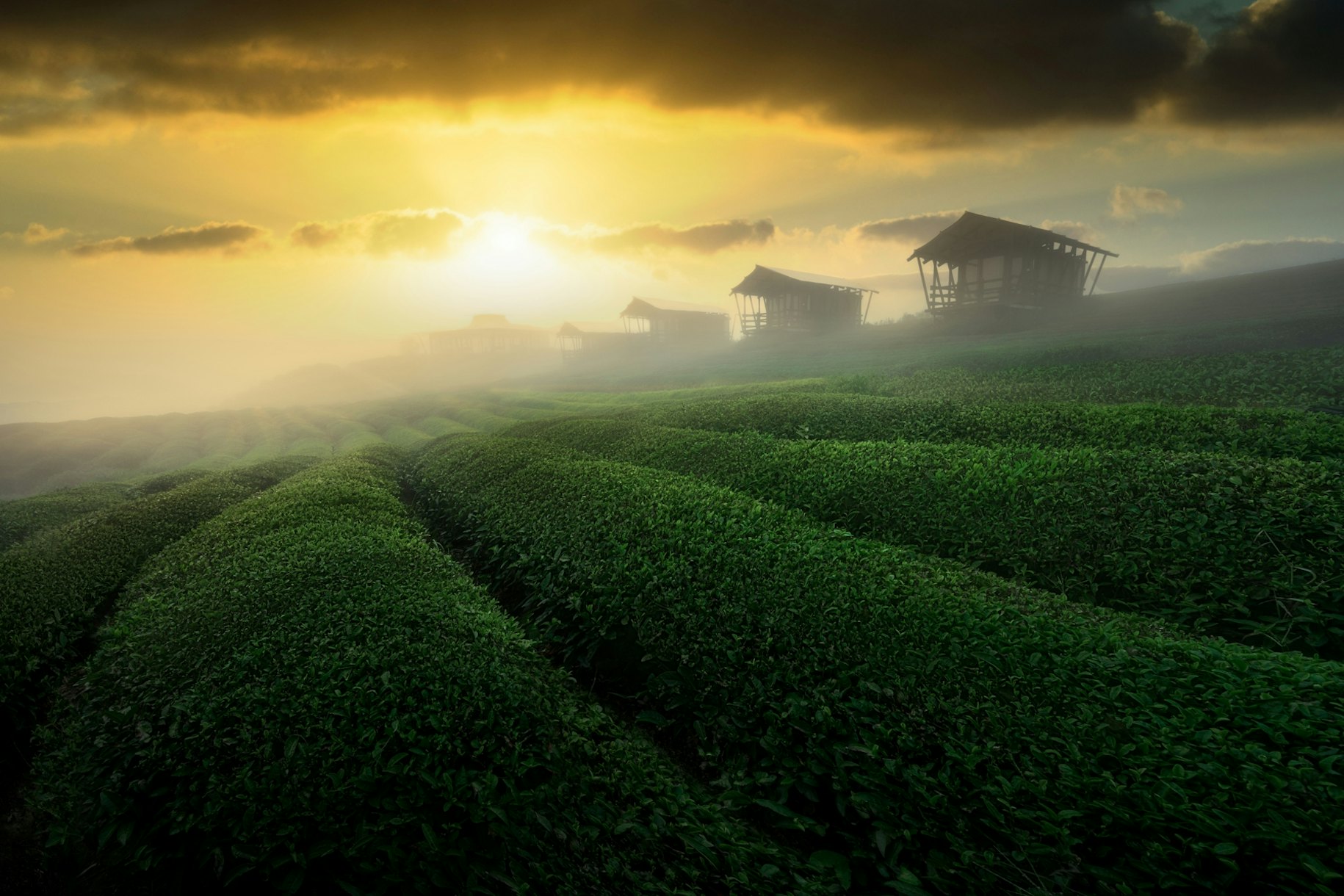 misty sunrise in tea garden wallpaper - Happywall
