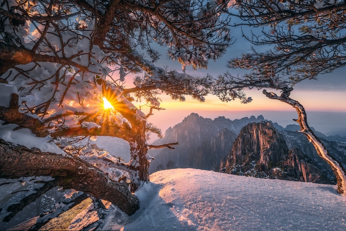 Yellow Mountain and Strange Pine After Snow Wallpaper - Happywall