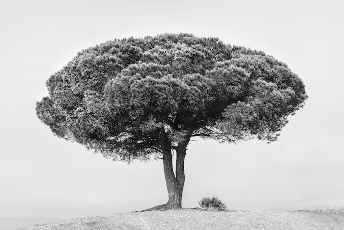 Black and White Tree Wallpaper