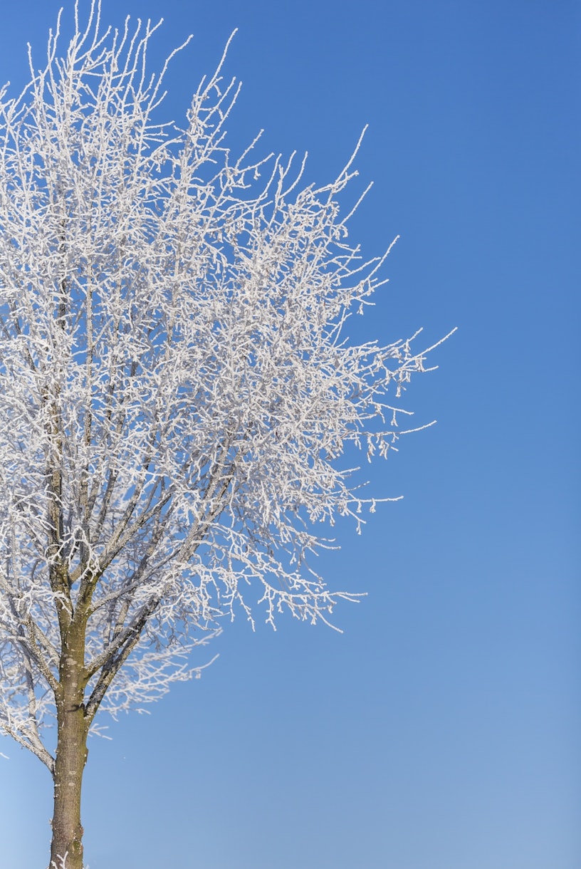 Winter Idyll Snow Tree wallpaper - Happywall
