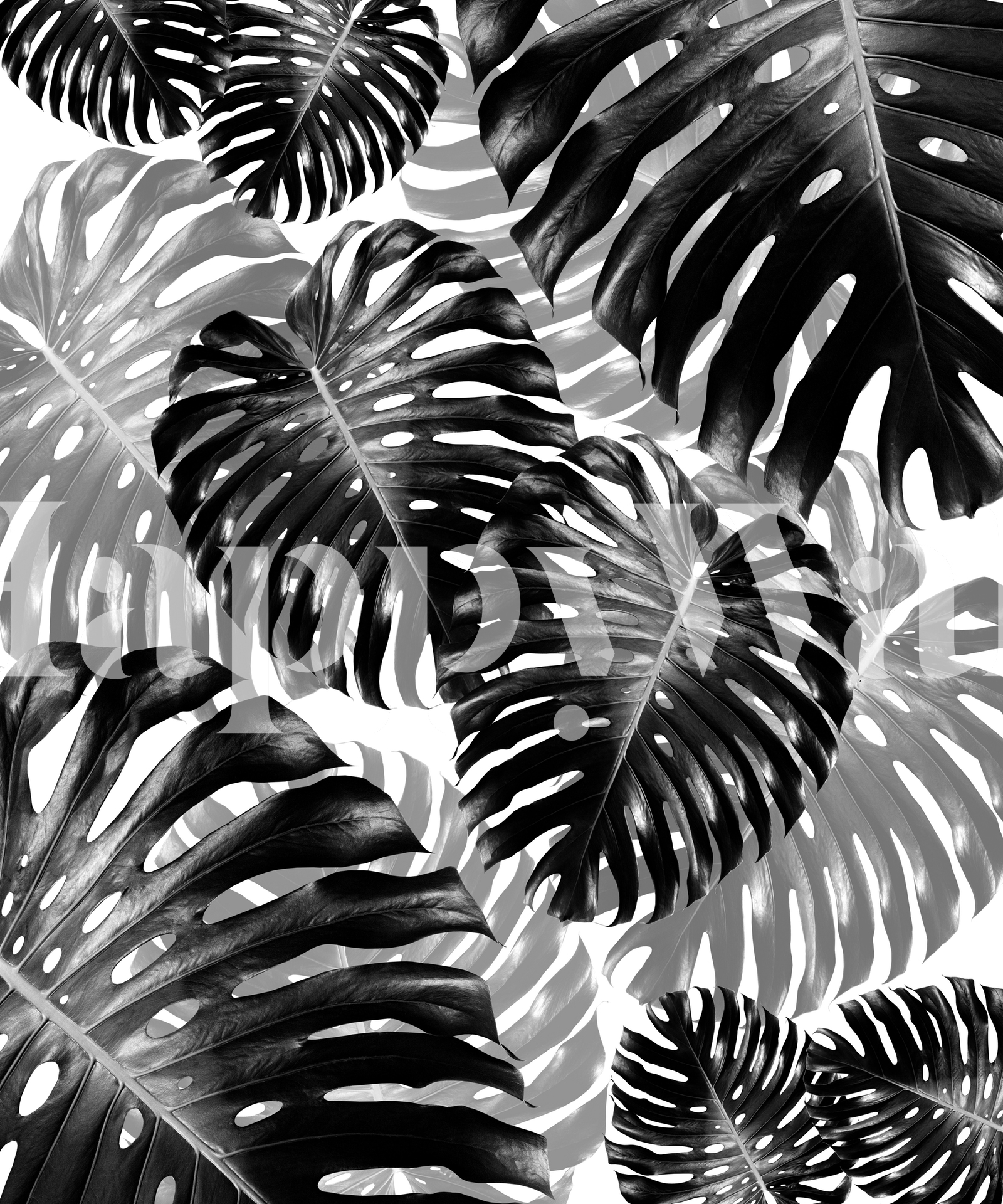 Monstera Jungle Leaves 3 Wallpaper | Happywall