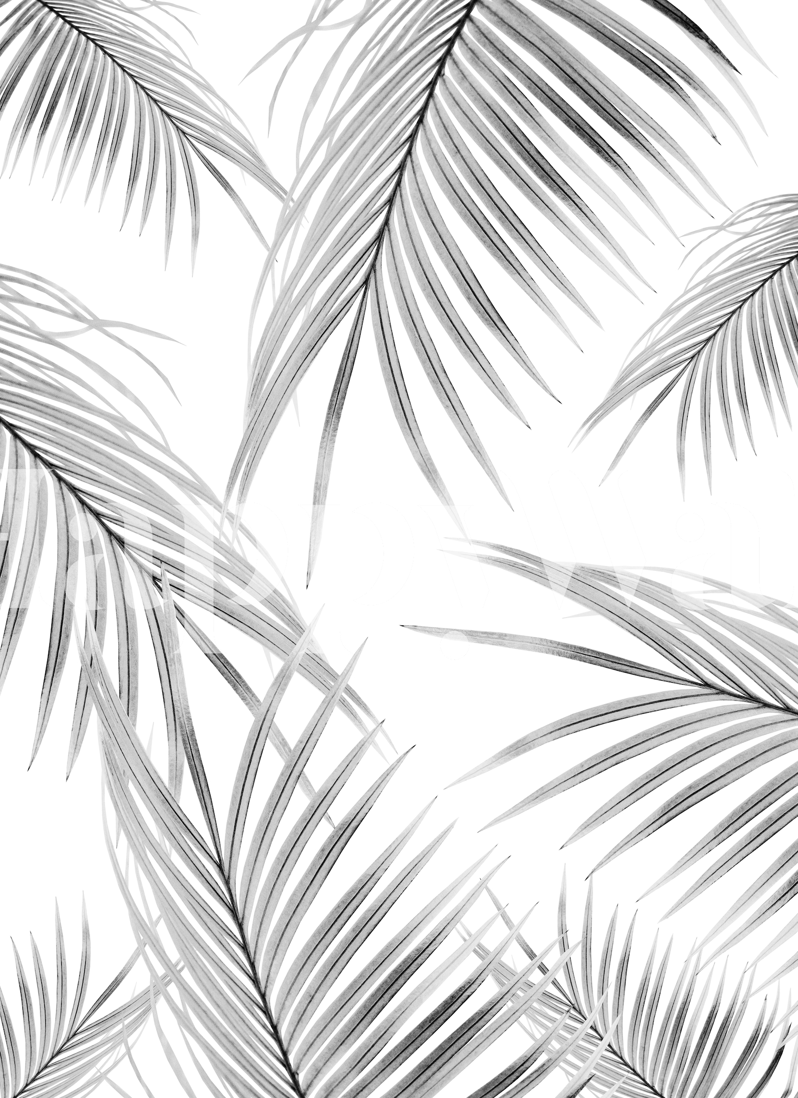 Black Palm Leaves Wallpaper for Modern Decor