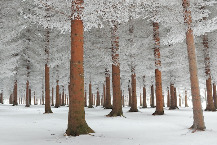 White Forest Wallpaper for Bedroom