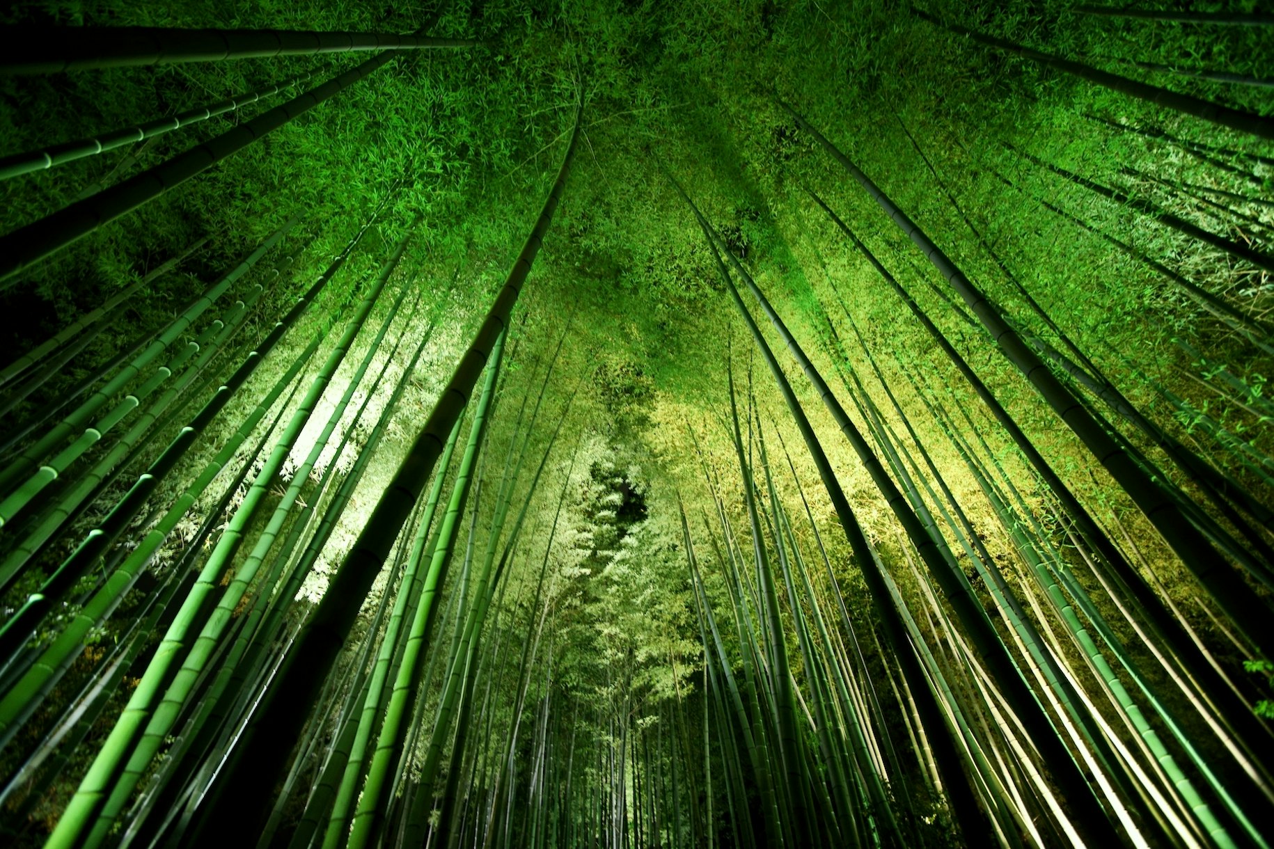 Bamboo night wallpaper - Happywall