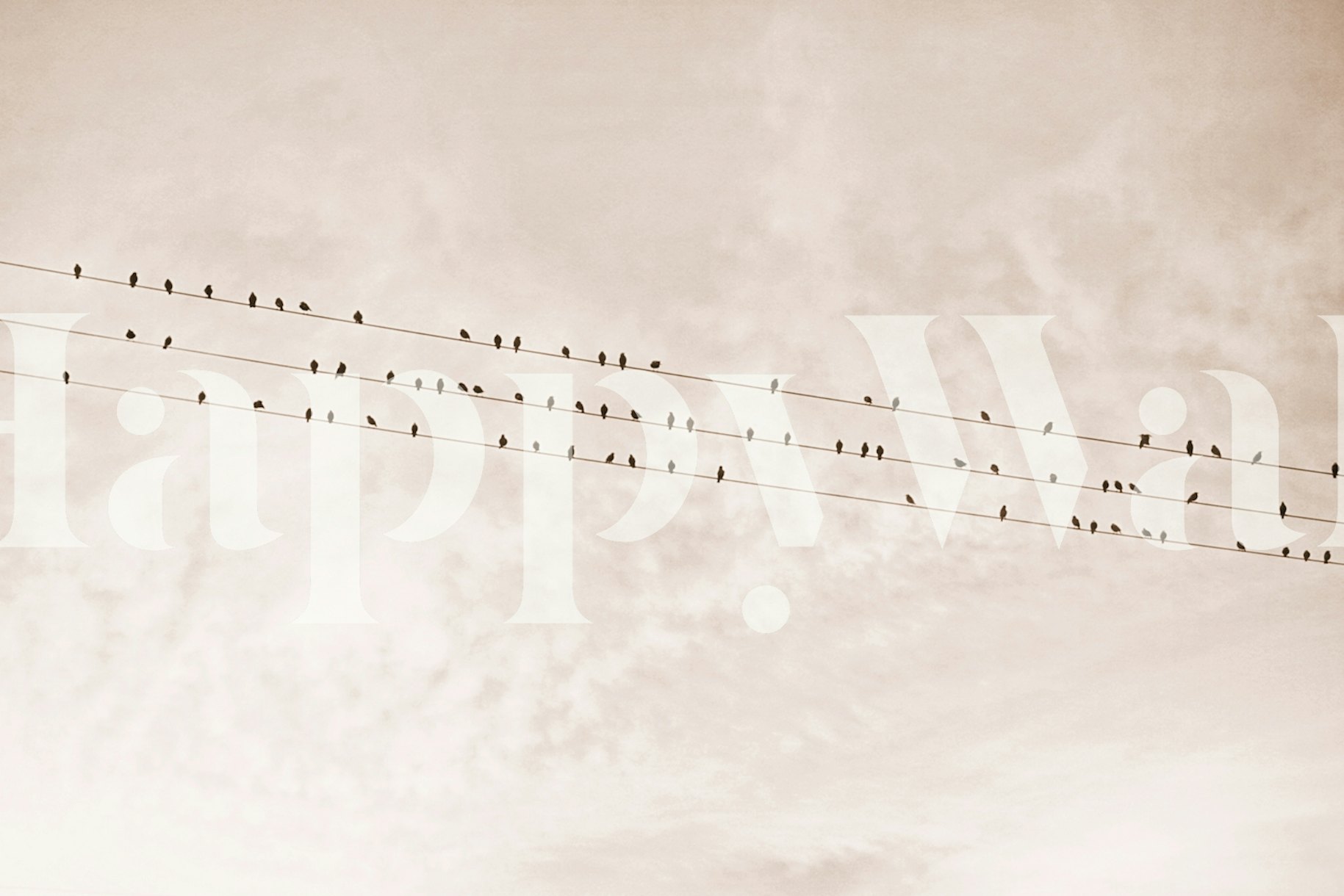 Birds On A Wire Beige wallpaper - Happywall