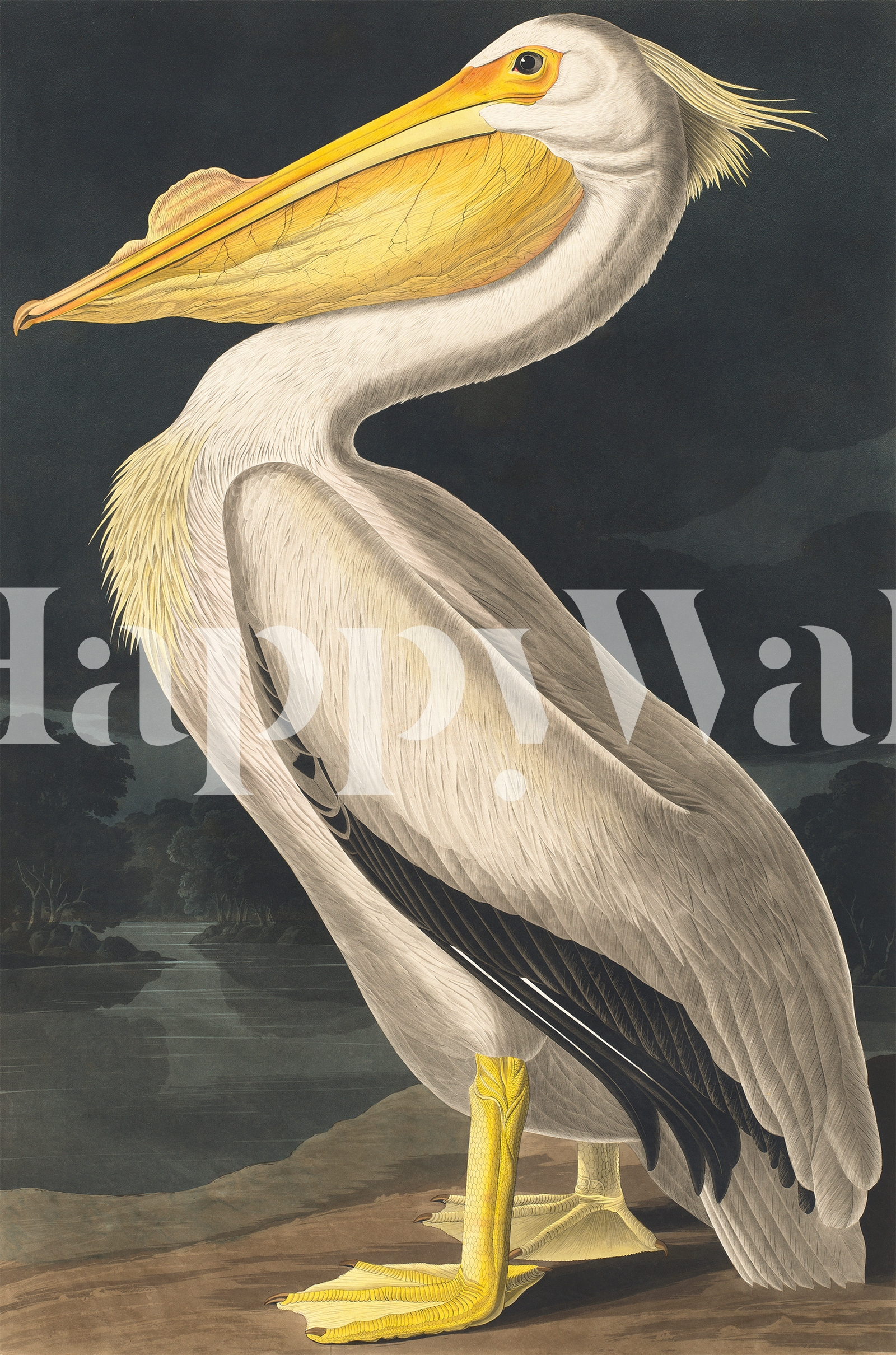 Vintage Pelican Wallpaper for Nature Lovers