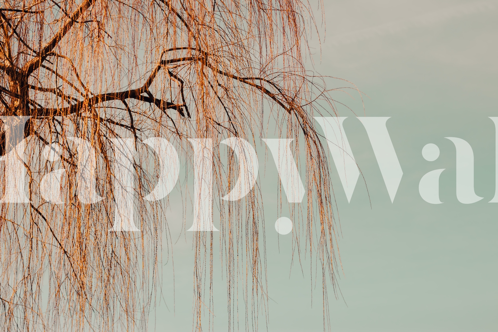 Beautiful Willow Tree Wallpaper Happywall