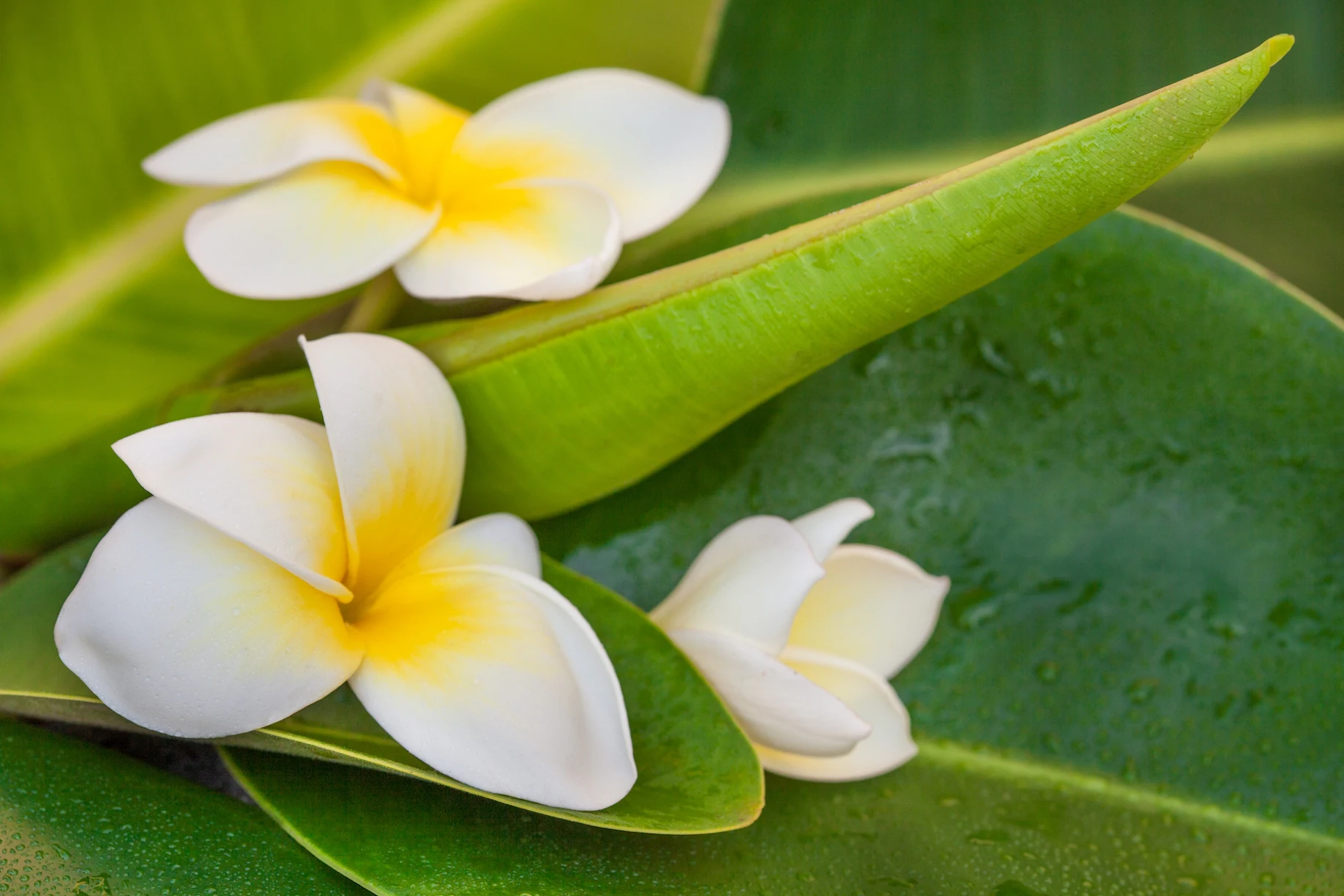 Exotic Frangipani Flower wallpaper - Happywall