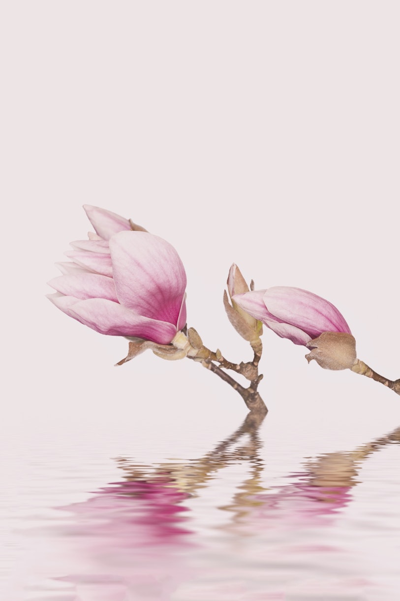 Pink Magnolia Flower Zen Art wallpaper - Happywall