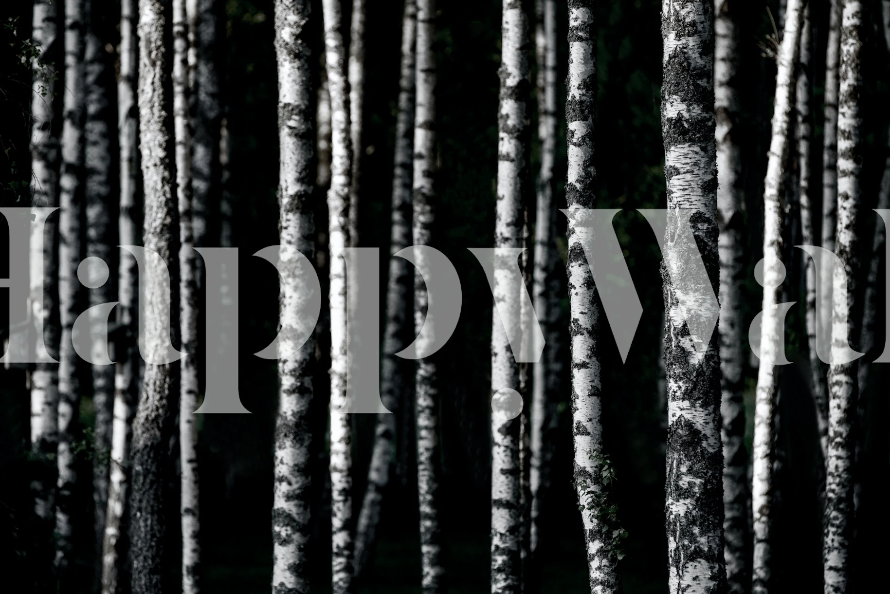 Birch Trees Dark wallpaper - Happywall