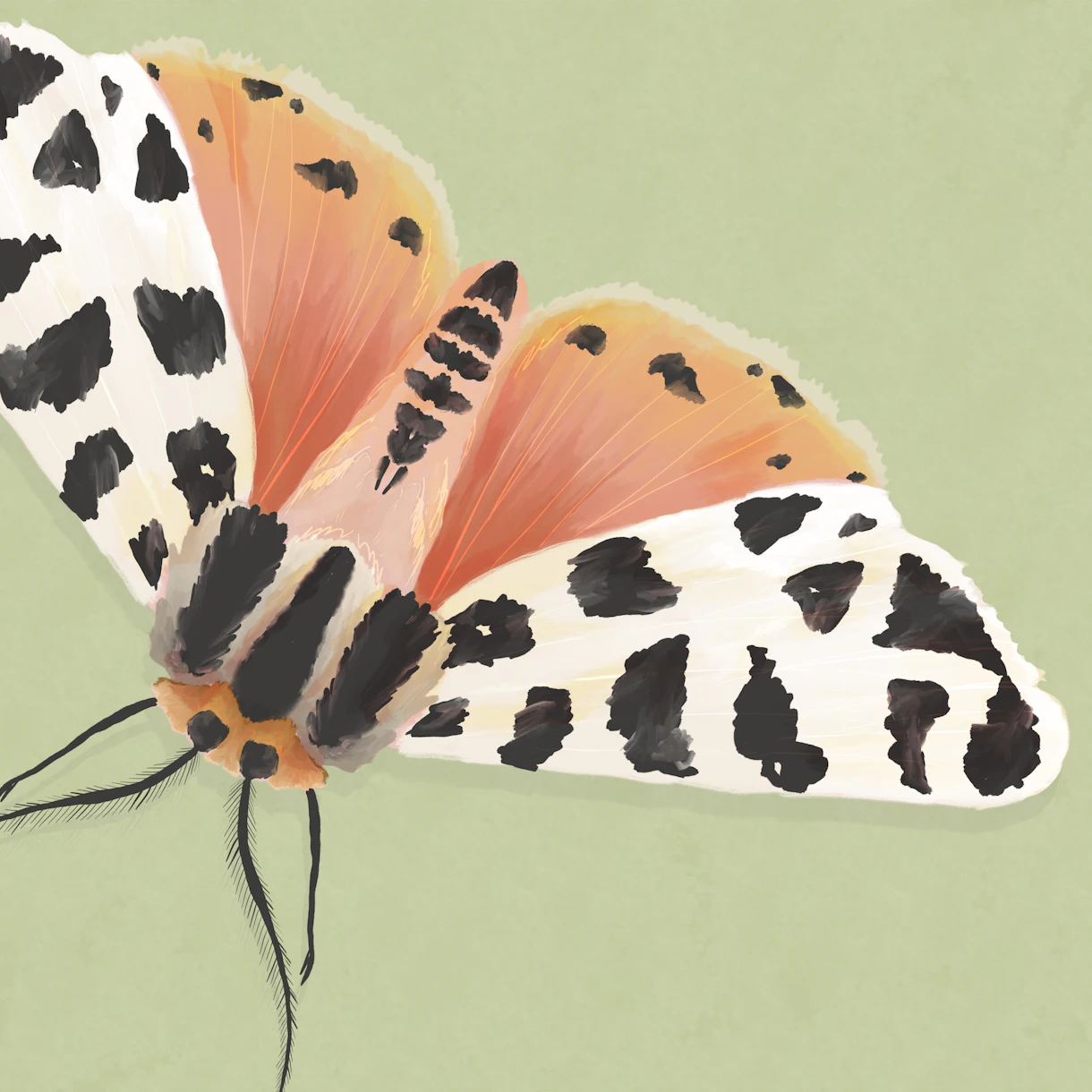 Tiger Moth II wallpaper - Free shipping | Happywall