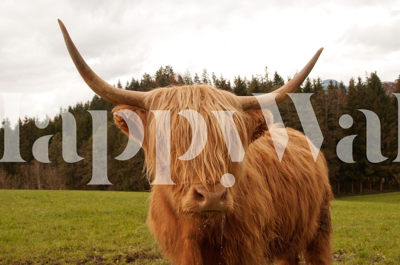 Highland Cow Animal Wallpaper