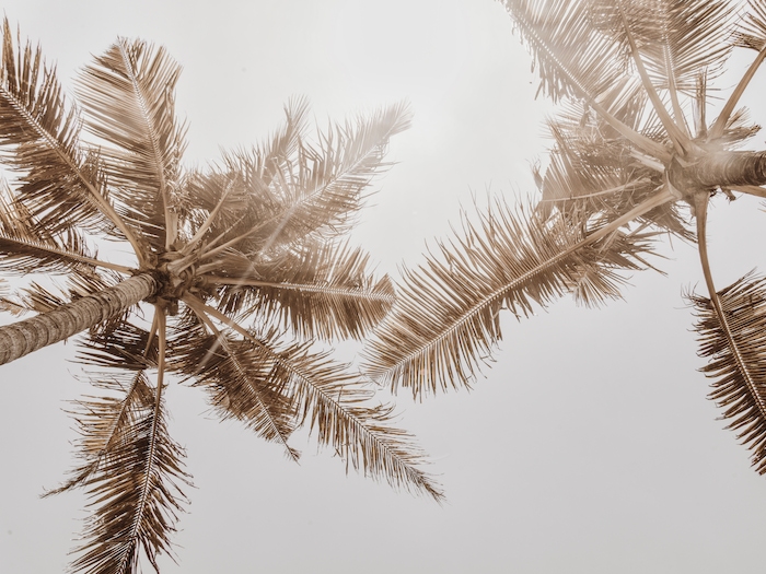 Tropical Golden Palm Trees Wallpaper