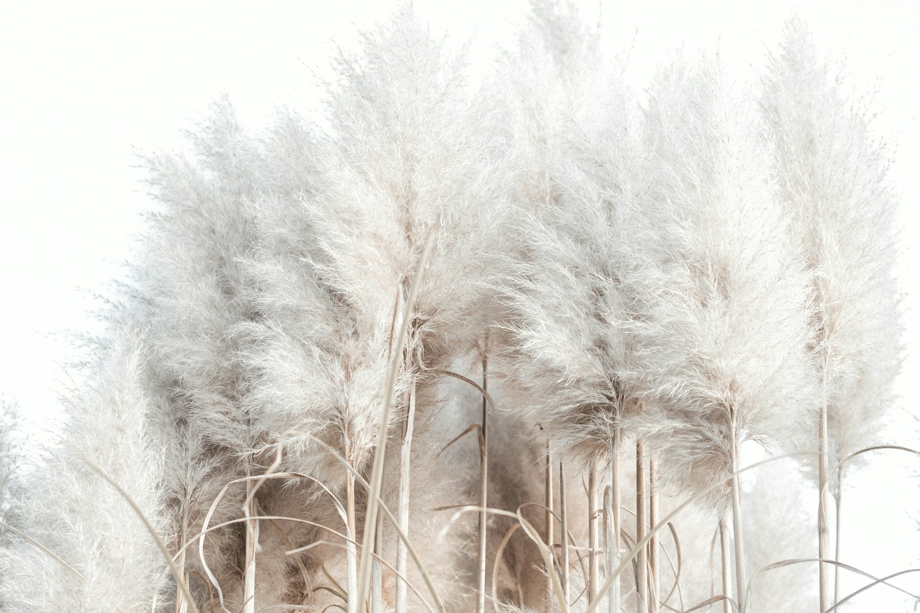 Pampas Grass II wallpaper - Happywall