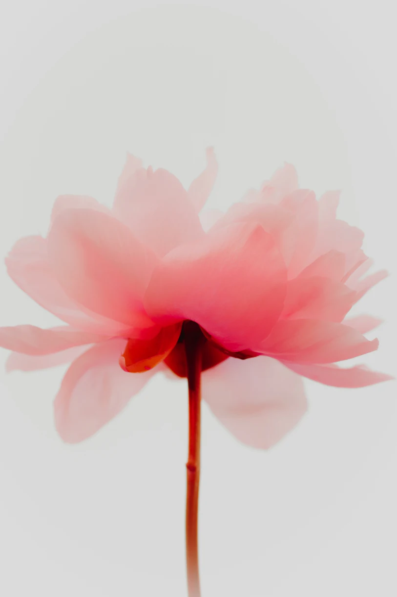 Neon Peony wallpaper - Happywall
