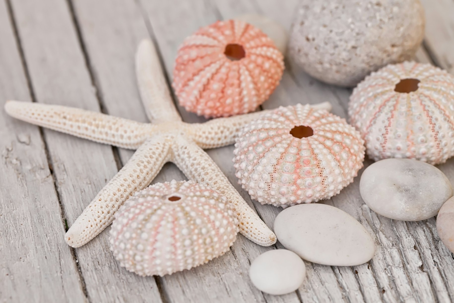 "Starfish and Sea Still Life Wallpaper - Buy Online at Happywall"