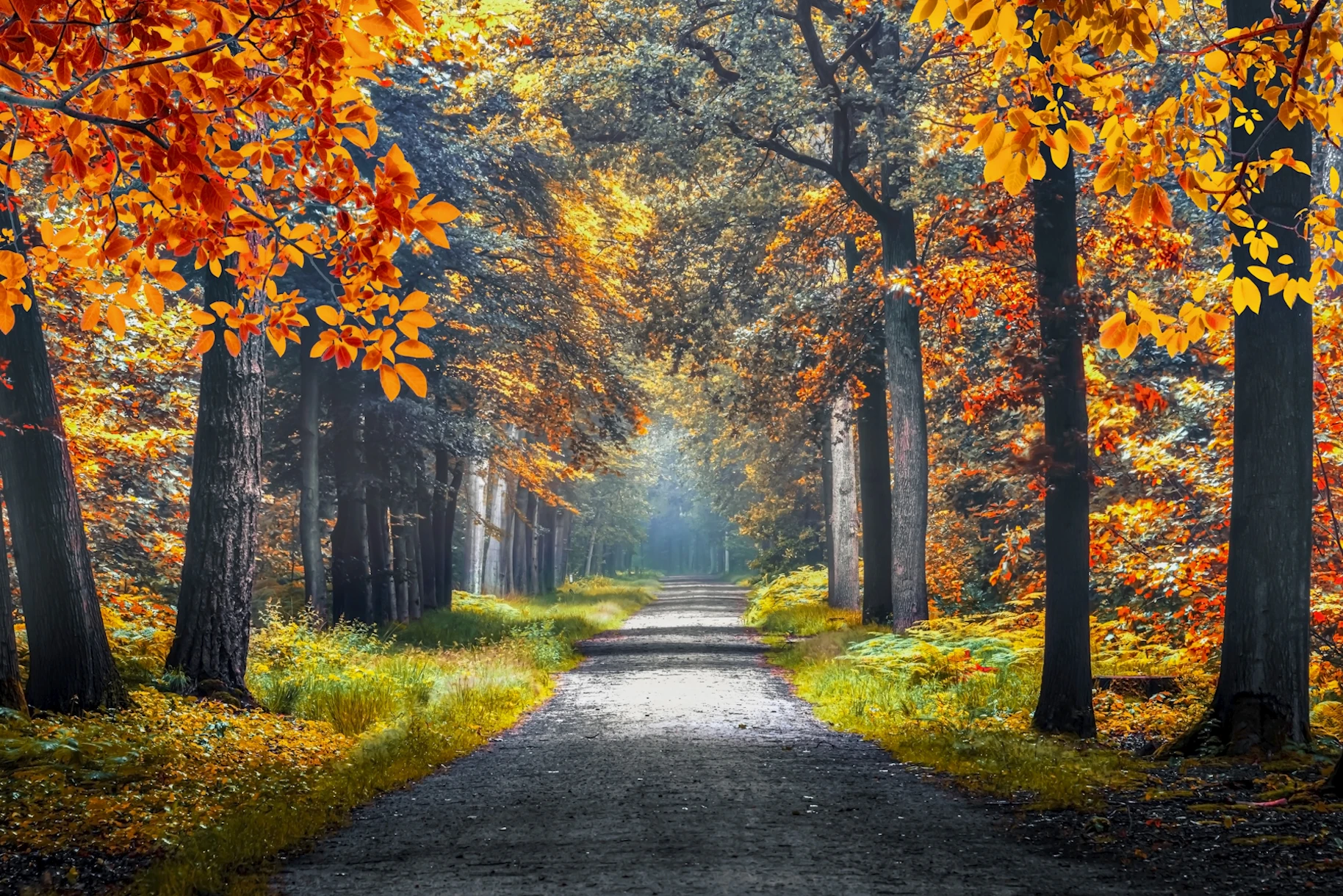 Dutch Forest Wallpaper - Happywall