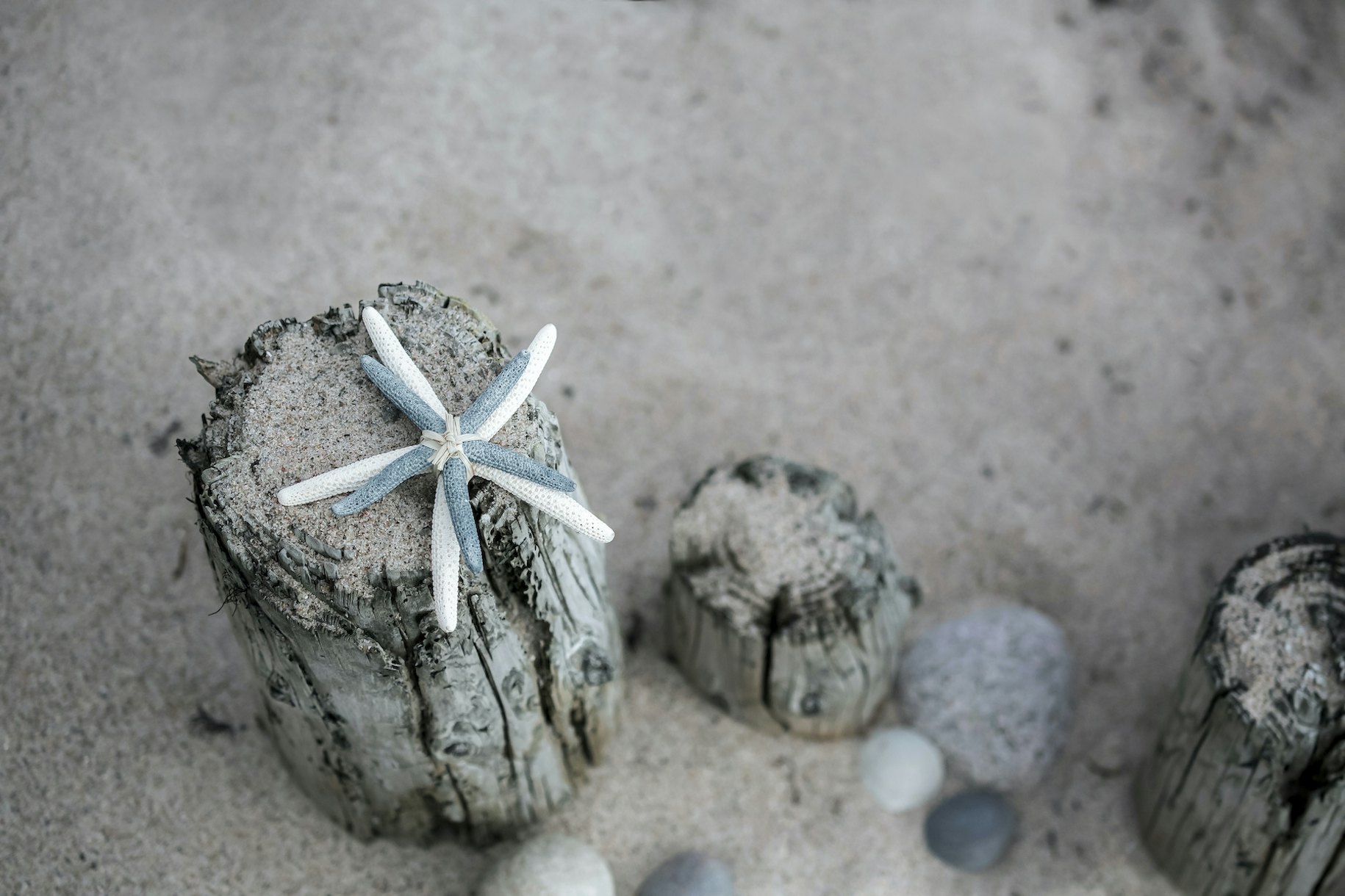 Starfish Beach Still Life wallpaper - Happywall